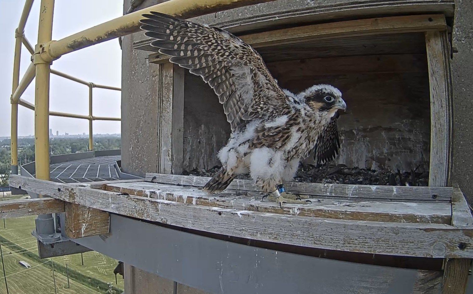 El polluelo de halcón peregrino del OPPD tiene nombre - Telemundo Nebraska